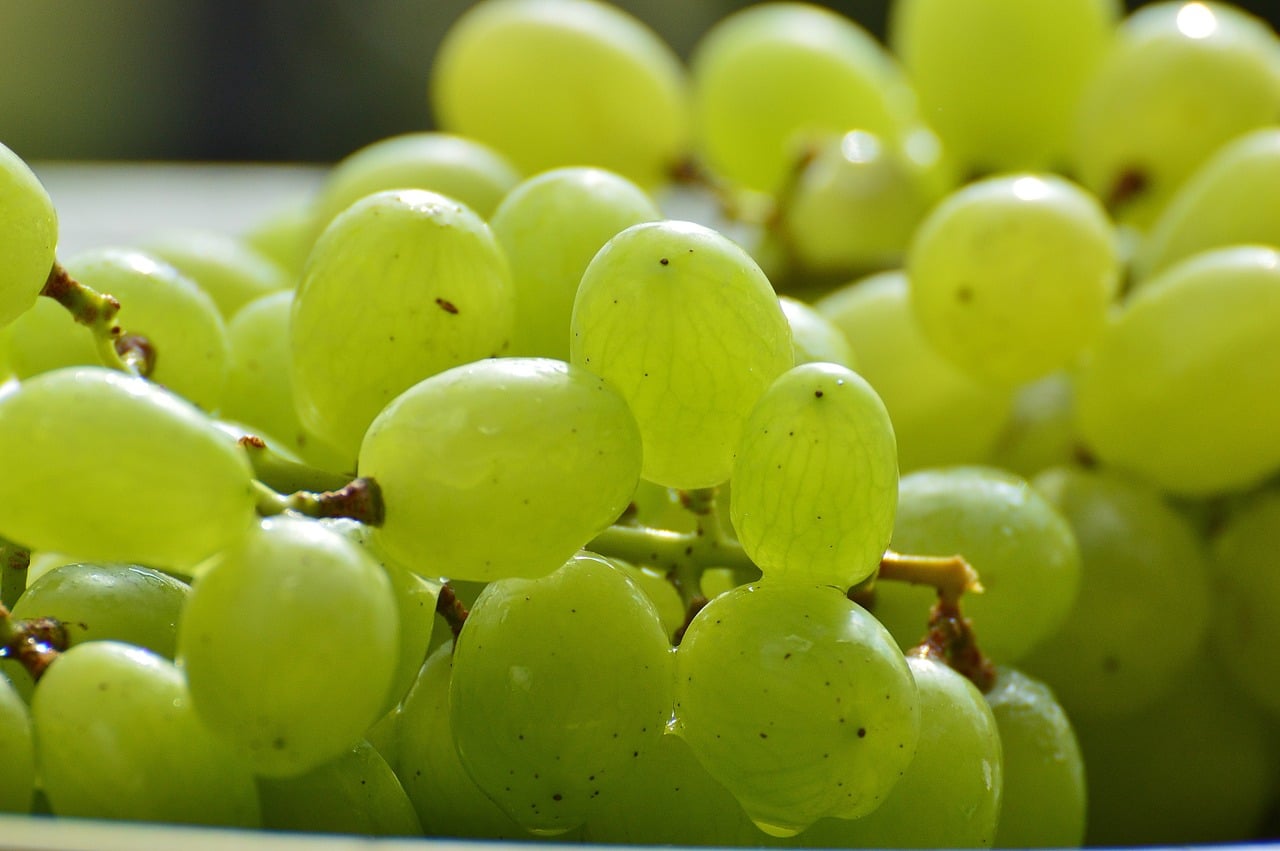 BLOOM FRESH accelerates innovation in Indian table grape industry ...